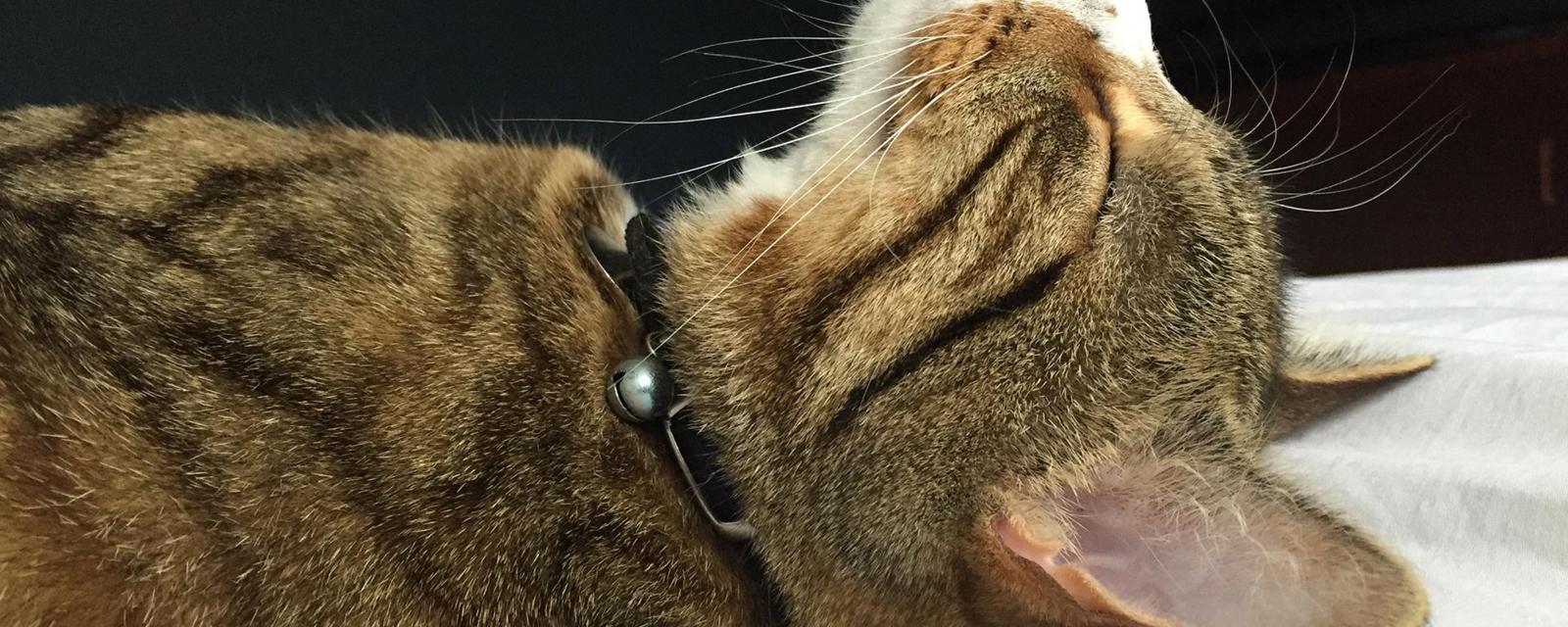 La complicata verità sulle fusa del gatto | Centro miciolandia