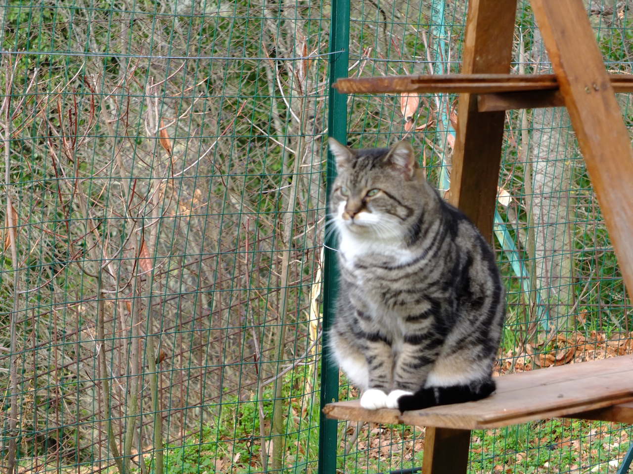 Pomeriggio in gattile | Centro miciolandia